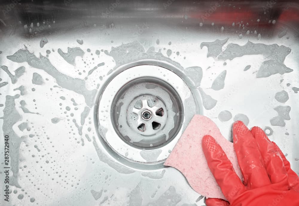 orange pipe sponge · Leucosolenia botryoides · Reeflings Library