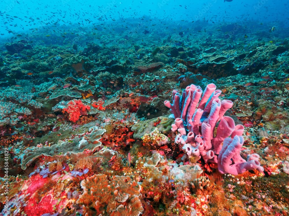 orange pipe sponge · Leucosolenia botryoides · Reeflings Library