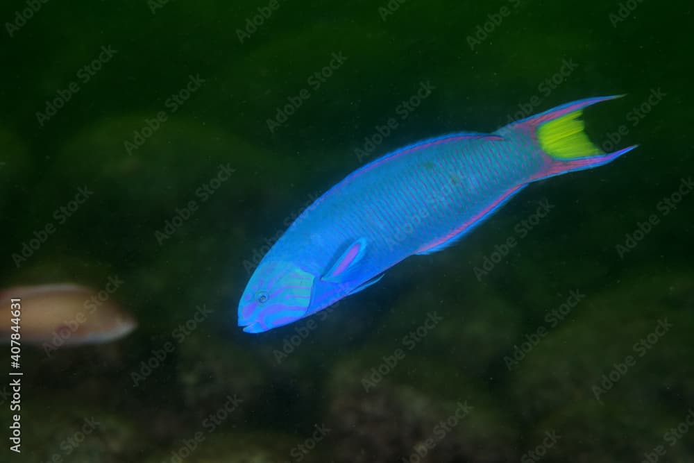 moon wrasse · Thalassoma lunare · Reeflings Library