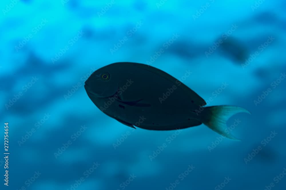 Chocolate surgeonfish · Acanthurus thompsoni · Reeflings Library