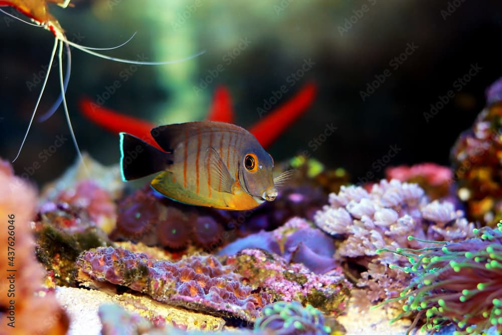 surgeonfishes · Acanthurus tristis · Reeflings Library