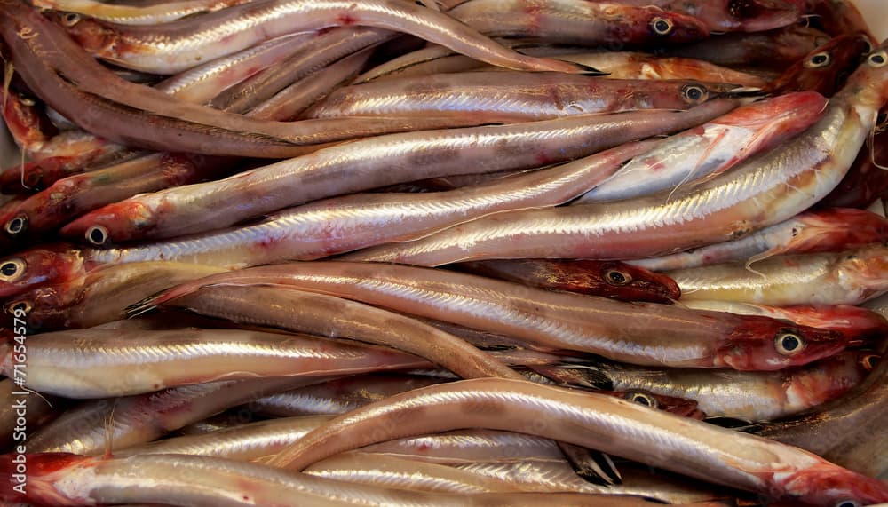 Cusk-eel · Sirembo jerdoni · Reeflings Library