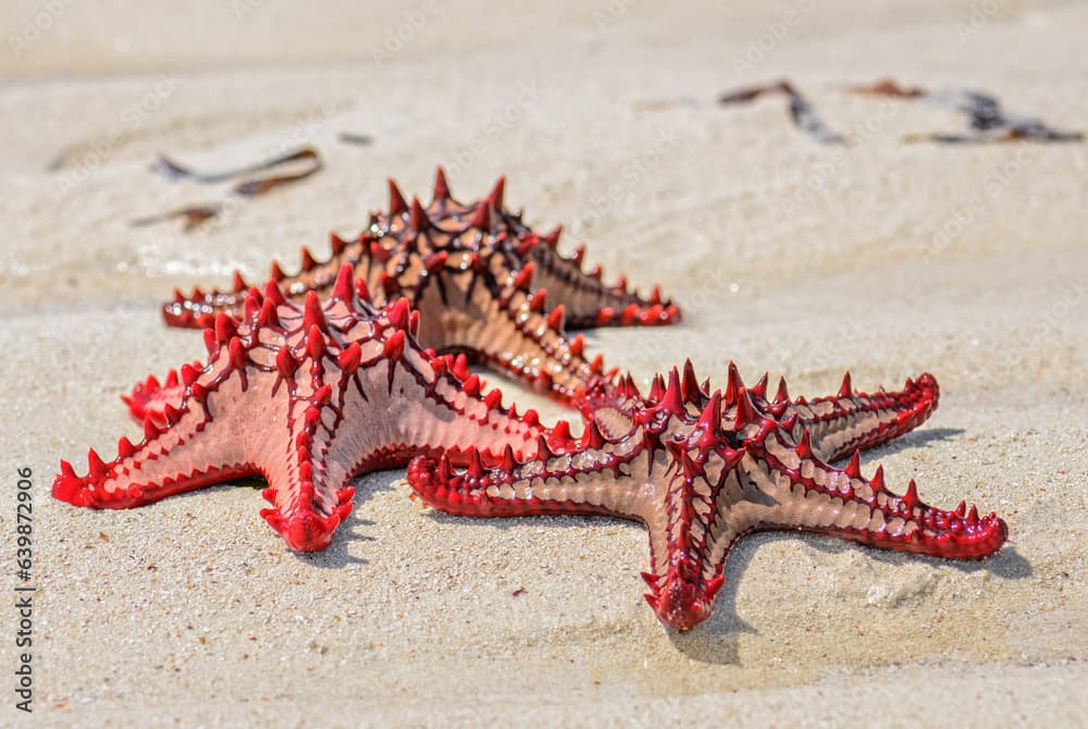 red knobbed starfish · Protoreaster lincki · Reeflings Library