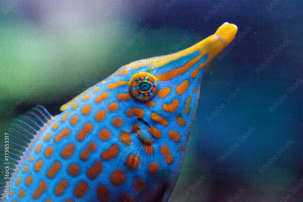 Harlequin filefish · Oxymonacanthus longirostris · Reeflings Library