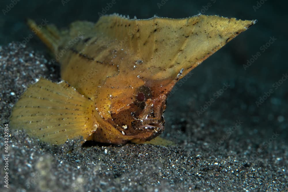 Fish · Reeflings Library