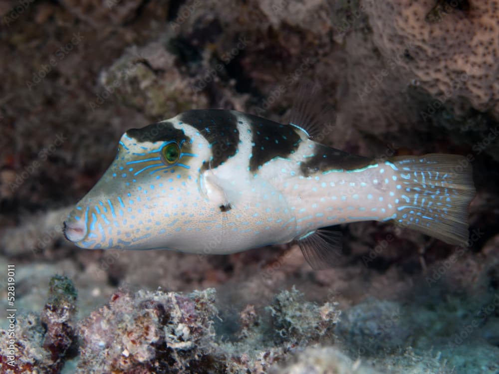 Crowned puffer · Canthigaster coronata · Reeflings Library