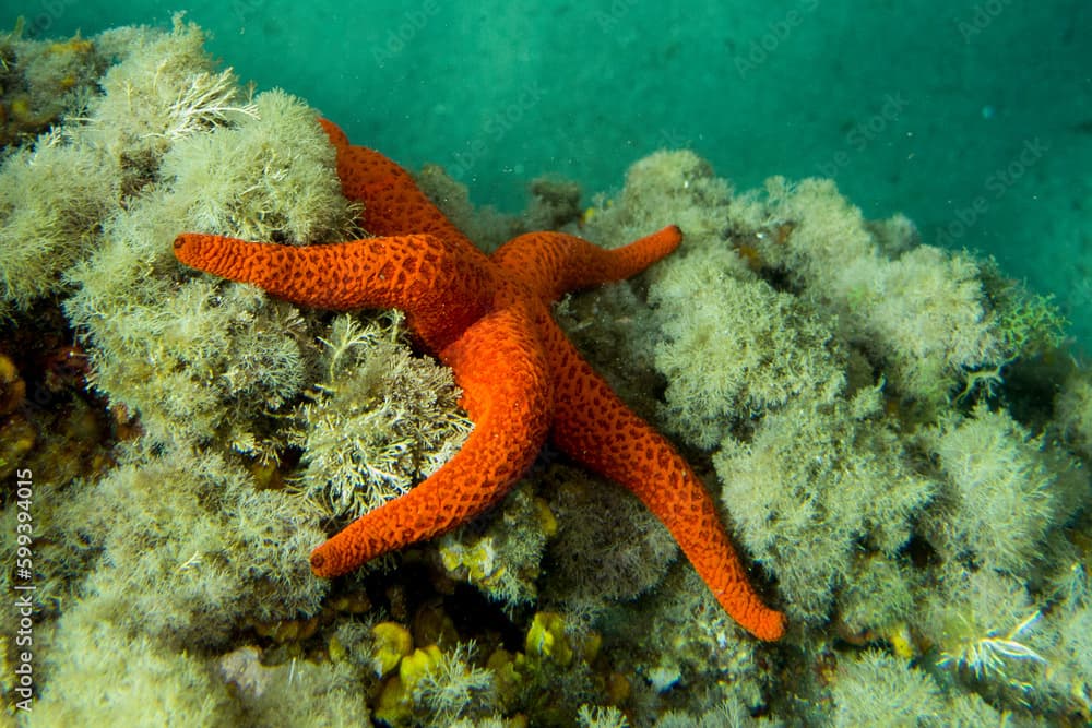 Red starfish · Echinaster sepositus · Reeflings Library