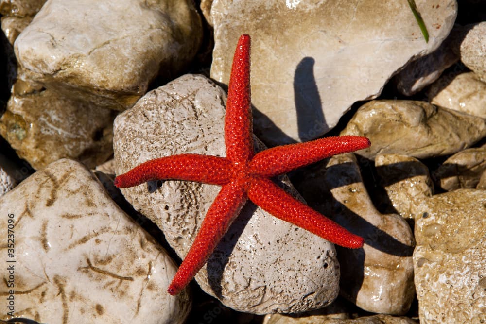 Red starfish · Echinaster sepositus · Reeflings Library