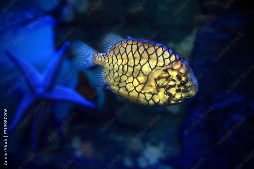 Pinecone fish · Monocentris japonica · Reeflings Library