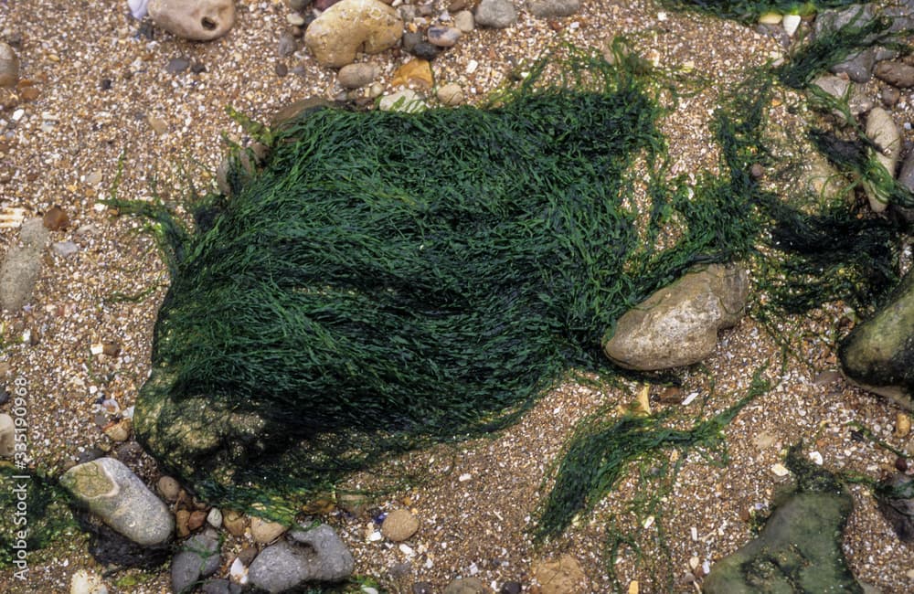 Sea Lettuce · Ulva linza · Reeflings Library