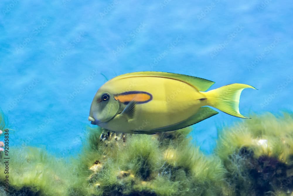 Orange Shoulder Tang · Acanthurus olivaceus · Reeflings Library