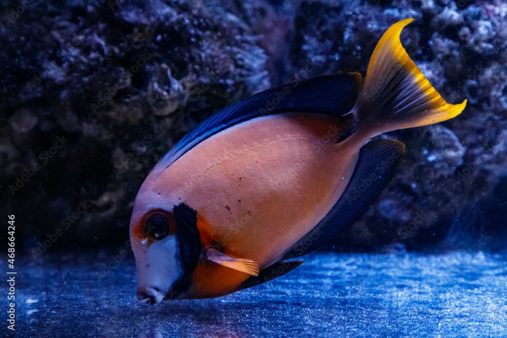 Chocolate surgeonfish · Acanthurus pyroferus · Reeflings Library