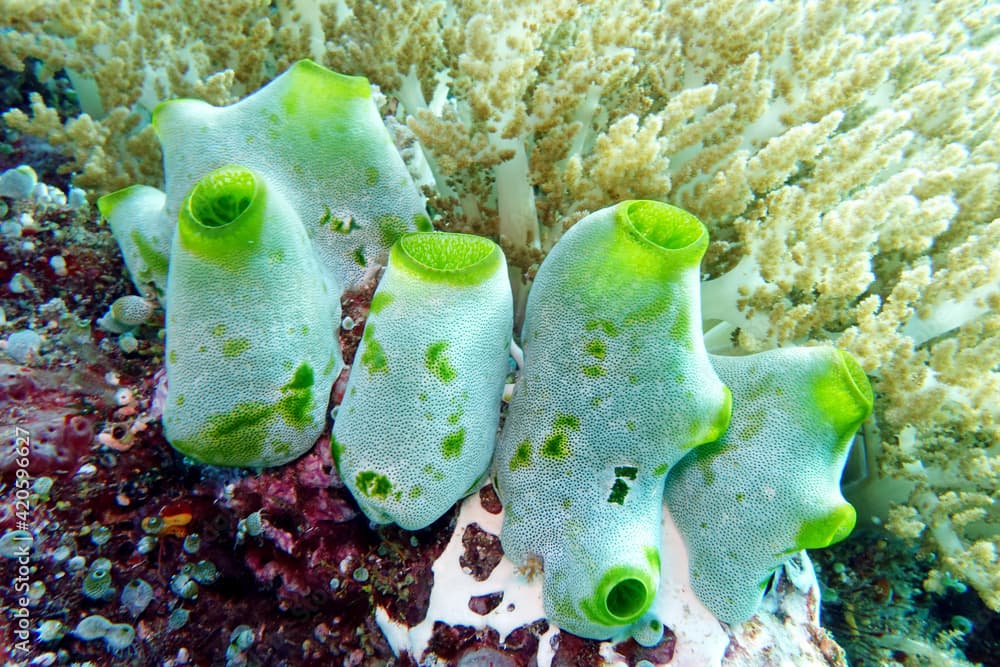 Urn Ascidian · Didemnum molle · Reeflings Library