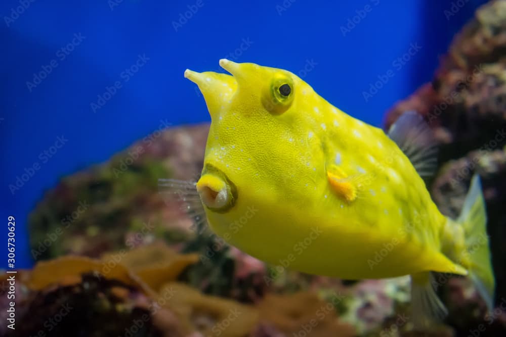 Longhorn cowfish · Lactoria cornuta · Reeflings Library