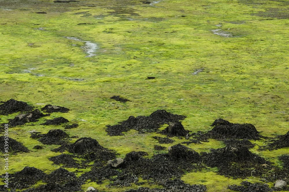 Sea Lettuce · Ulva rigida · Reeflings Library