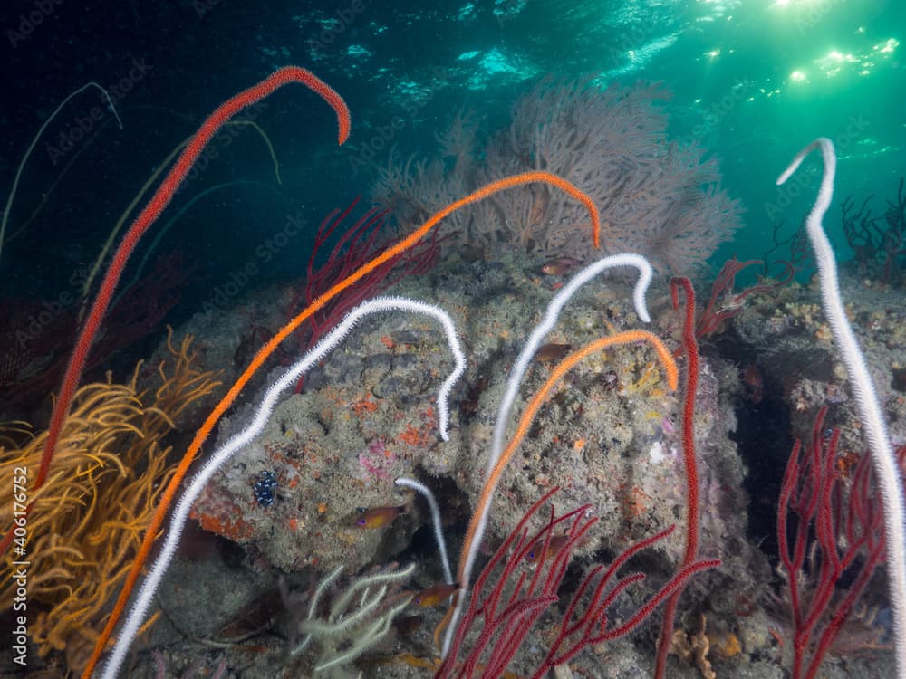 Delicate Sea Whip · Junceella fragilis · Reeflings Library