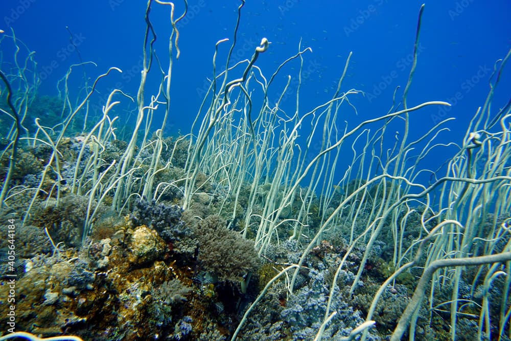 Delicate Sea Whip · Junceella fragilis · Reeflings Library