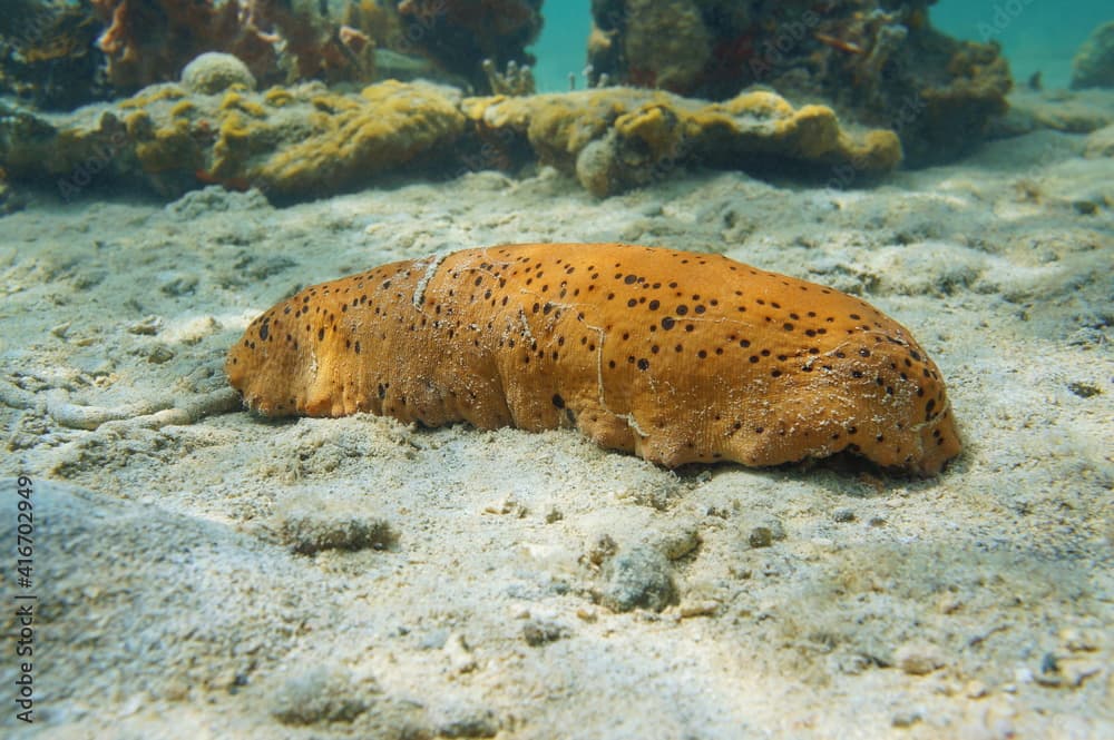 four-sided sea cucumber · Isostichopus badionotus · Reeflings Library