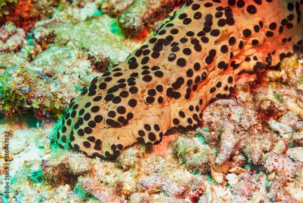 four-sided sea cucumber · Isostichopus badionotus · Reeflings Library