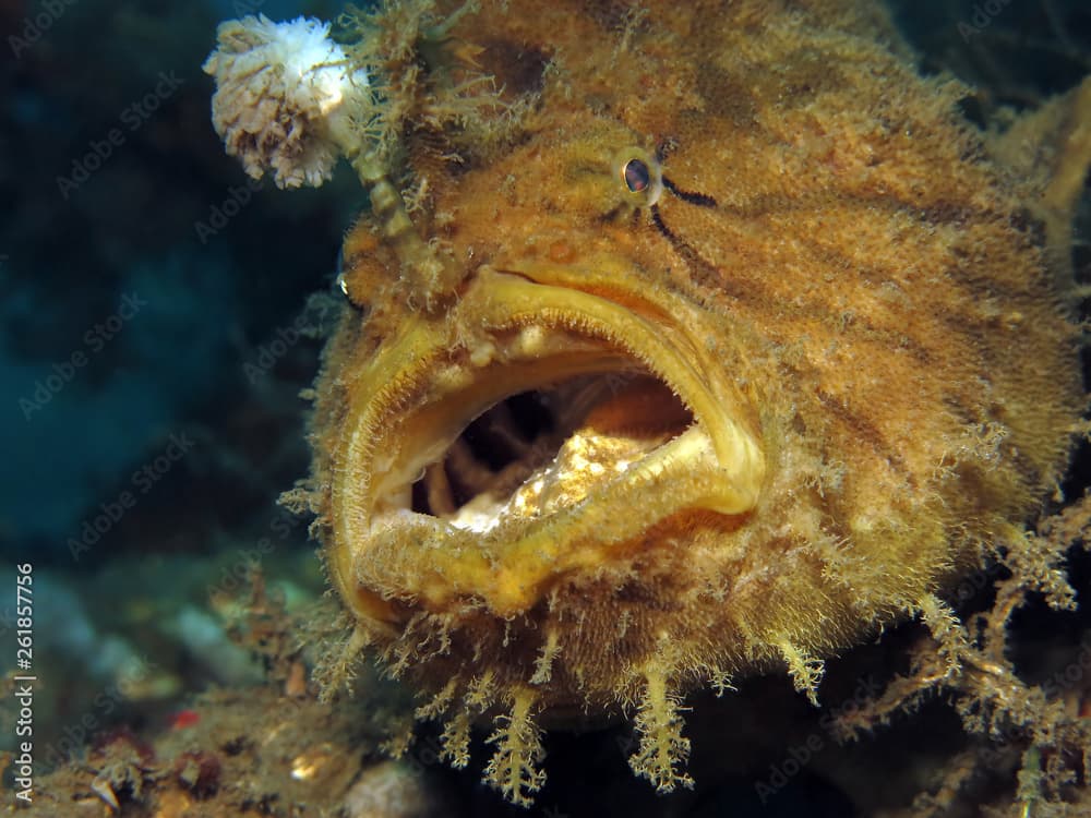 Hispid frogfish · Antennarius hispidus · Reeflings Library