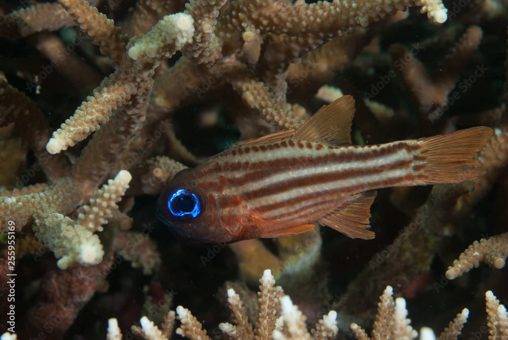 Ochre-striped cardinalfish · Ostorhinchus compressus · Reeflings Library