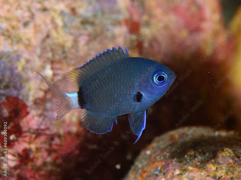 Deep-reef puller · Chromis delta · Reeflings Library