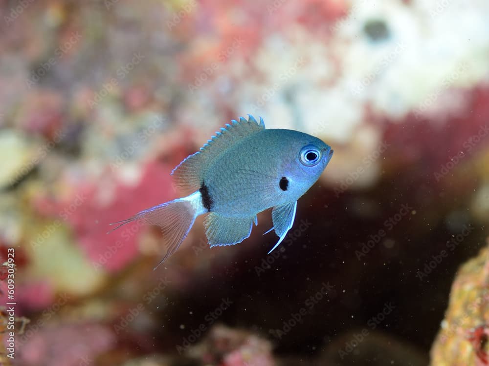 Deep-reef puller · Chromis delta · Reeflings Library