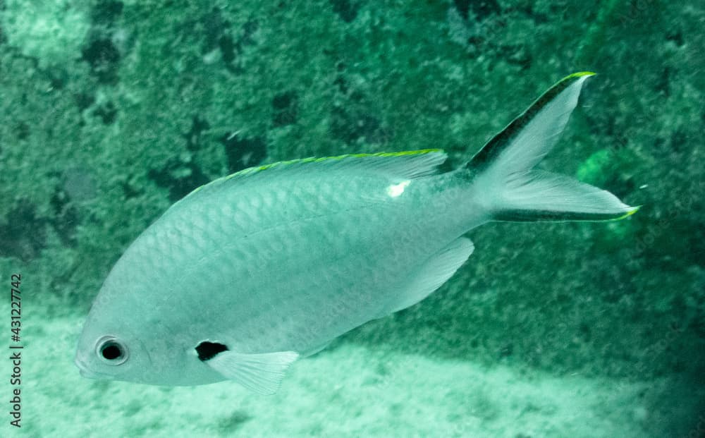 brown chromis · Chromis multilineata · Reeflings Library