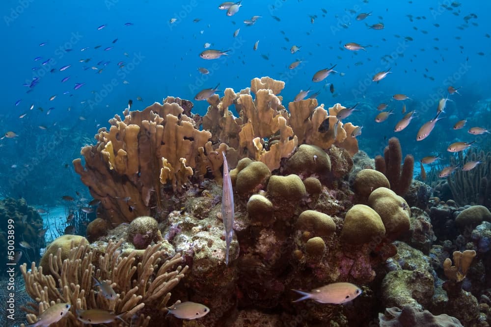 brown chromis · Chromis multilineata · Reeflings Library