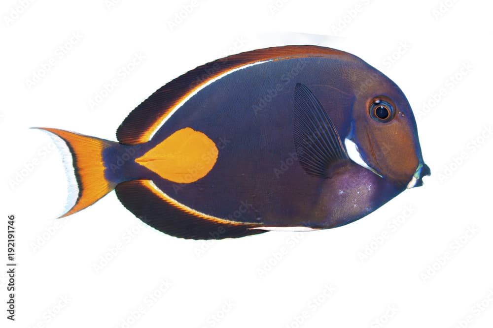 Fish · Reeflings Library