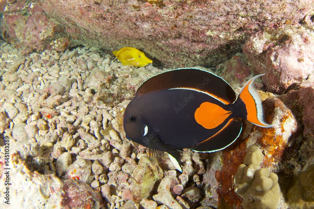 Achilles tang · Acanthurus achilles · Reeflings Library