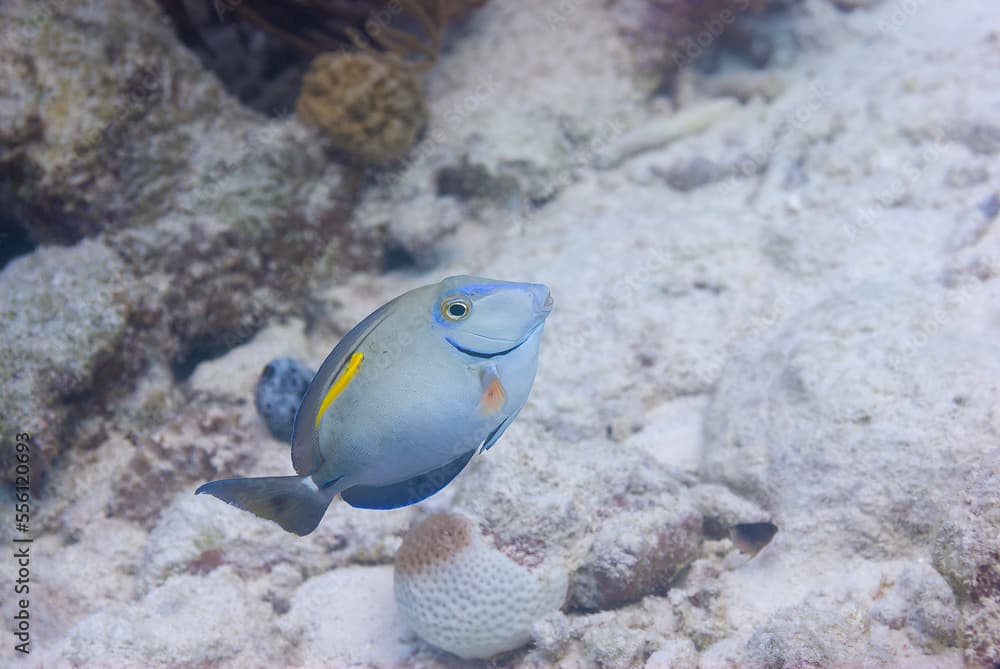 ocean surgeon · Acanthurus bahianus · Reeflings Library