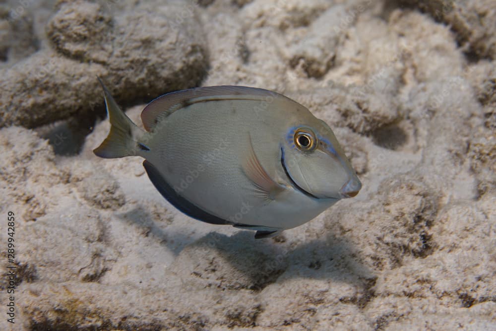 ocean surgeon · Acanthurus bahianus · Reeflings Library