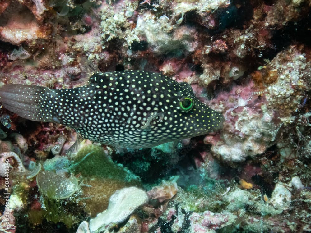 Spotted sharpnosed puffer · Canthigaster punctatissima · Reeflings Library