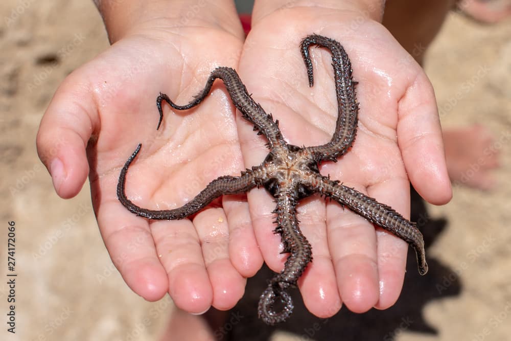 black brittle star · Ophiomastix variabilis · Reeflings Library