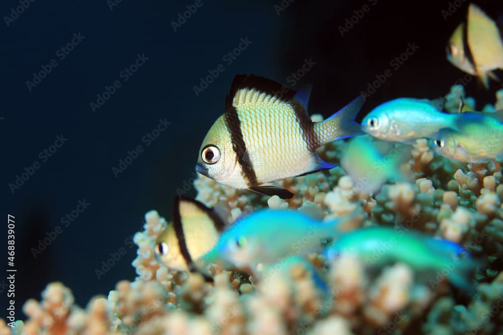 Reticulated dascyllus · Dascyllus reticulatus · Reeflings Library
