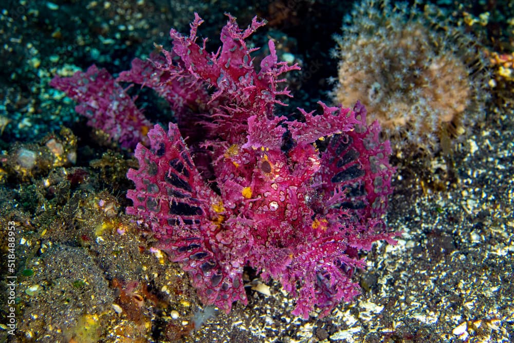 Weedy scorpionfish · Rhinopias frondosa · Reeflings Library