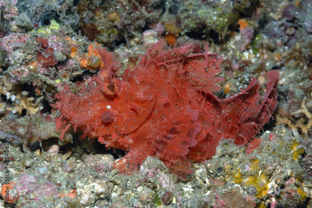 Weedy scorpionfish · Rhinopias frondosa · Reeflings Library