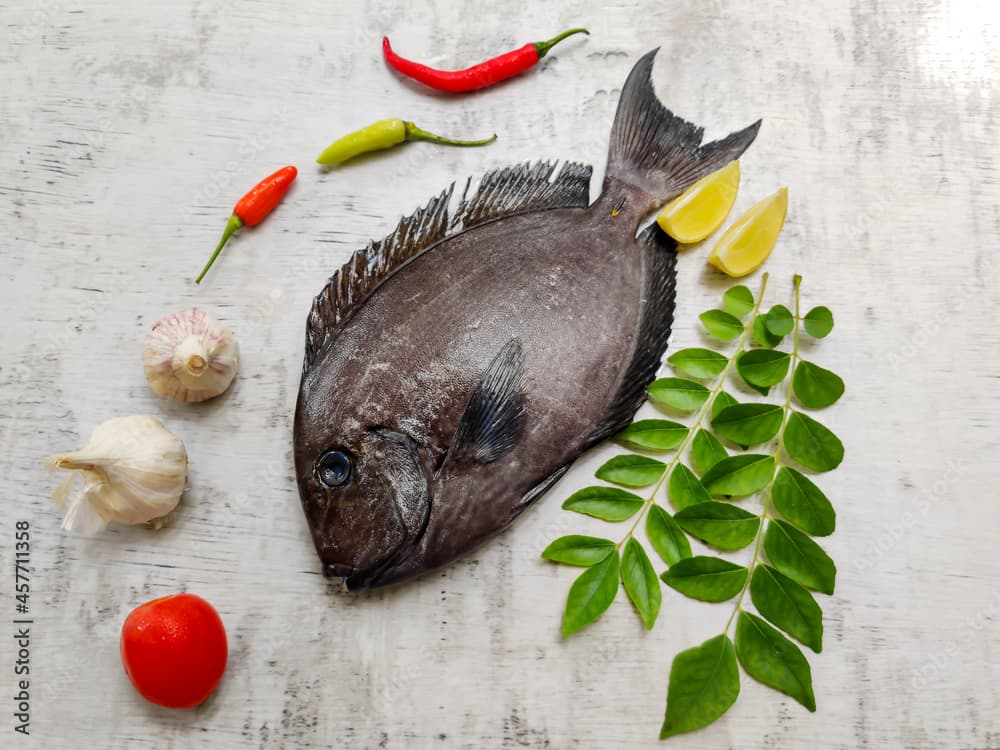 Whitebar surgeonfish · Acanthurus leucopareius · Reeflings Library