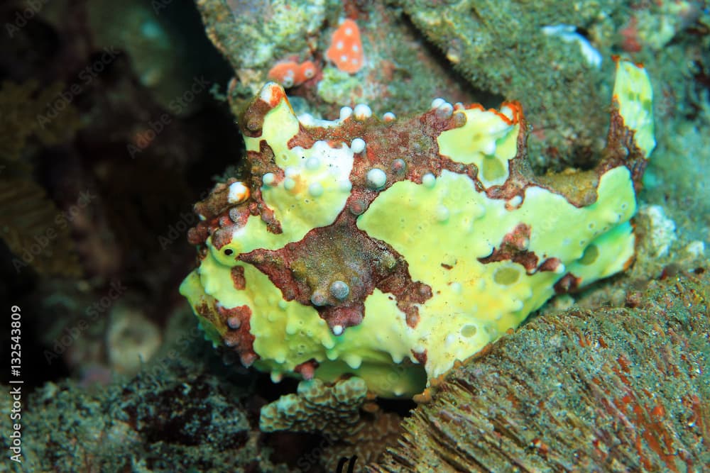 Clown Frogfish · Antennarius maculatus · Reeflings Library