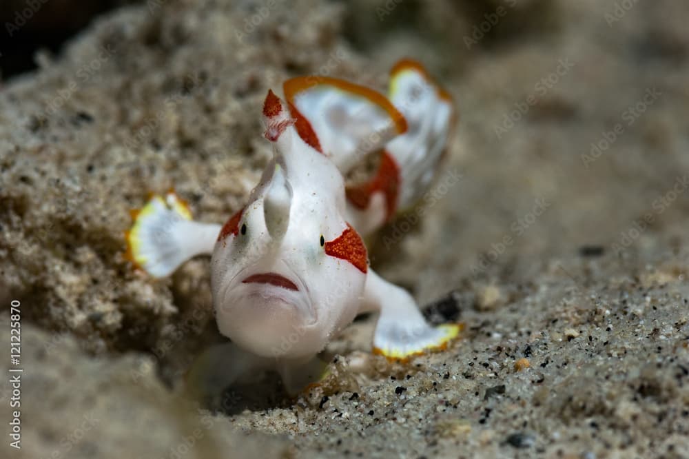 Clown Frogfish · Antennarius maculatus · Reeflings Library