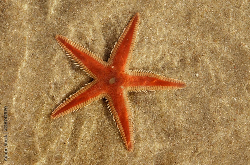 Royal Starfish · Astropecten aranciacus · Reeflings Library