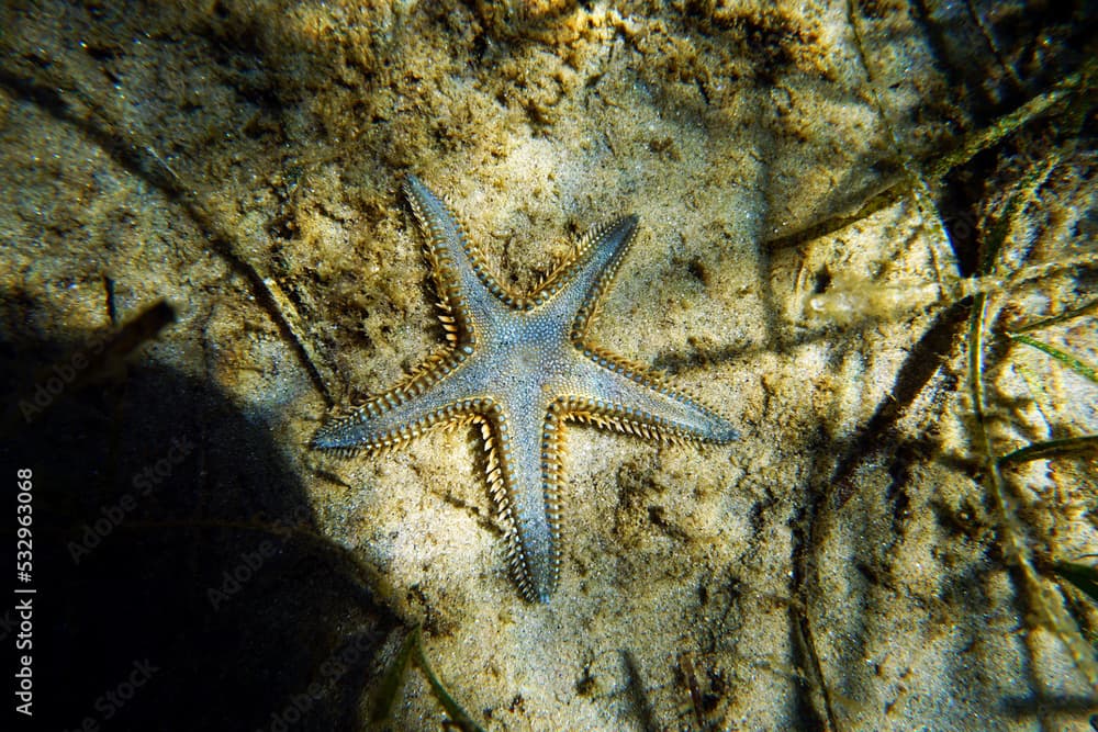 Royal Starfish · Astropecten aranciacus · Reeflings Library