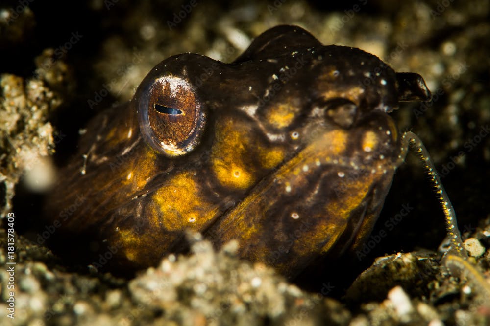 Tiger snake-eel · Myrichthys maculosus · Reeflings Library