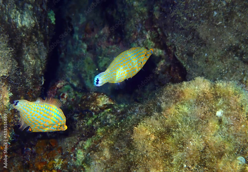 Red Sea longnose filefish · Oxymonacanthus halli · Reeflings Library