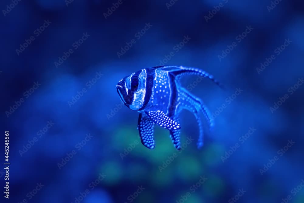 Striped cardinalfish · Ostorhinchus angustatus · Reeflings Library