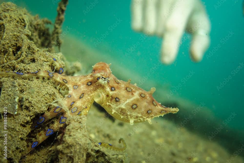 Lesser blue-ringed octopus · Hapalochlaena maculosa · Reeflings Library