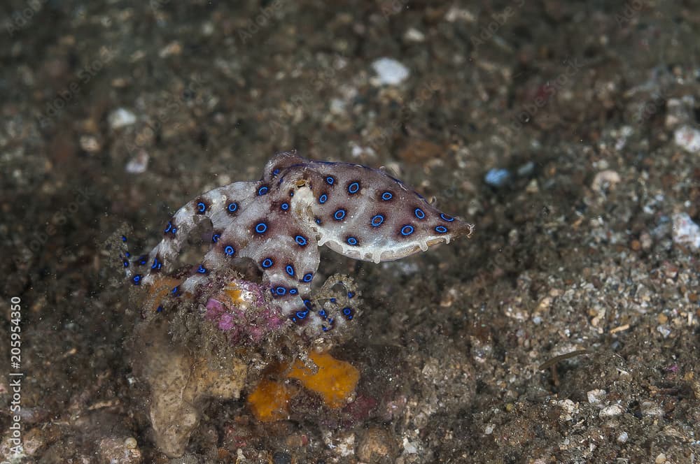 Lesser blue-ringed octopus · Hapalochlaena maculosa · Reeflings Library