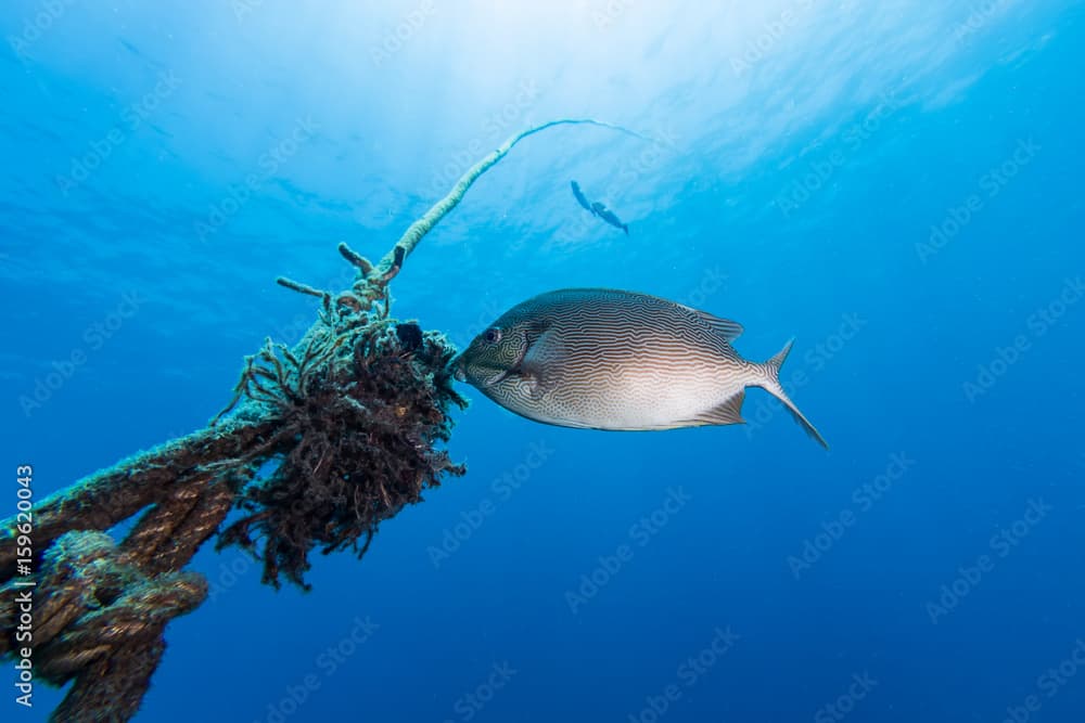 Streaked spinefoot · Siganus javus · Reeflings Library