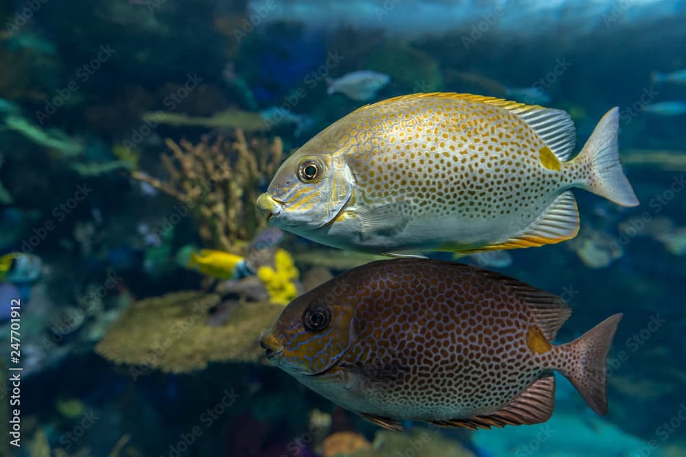 Orange-spotted spinefoot · Siganus guttatus · Reeflings Library